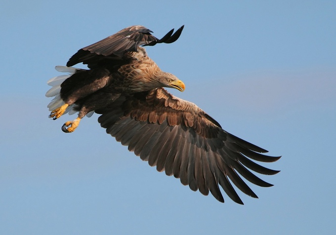 Introduced White-tailed Eagle disappears in suspicious circumstances ...
