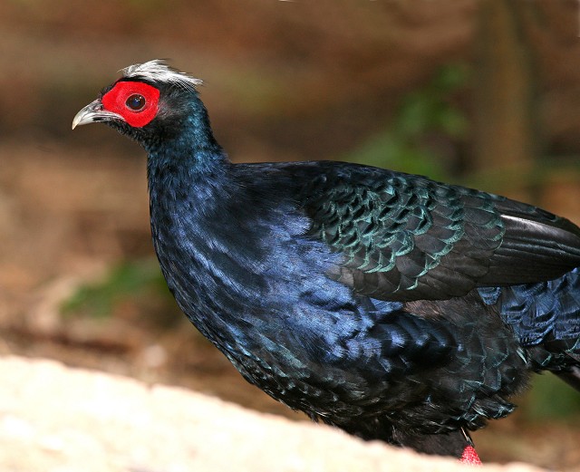 Pheasant wiped out by the Vietnam war to return? - BirdGuides