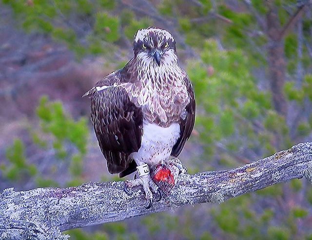 EJ the Osprey returns to Loch Garten RSPB for 14th year running ...