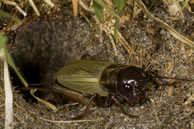Endangered insect species to be reintroduced on reserves - BirdGuides