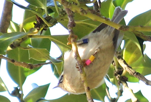 Firecrest enthusiasts required - BirdGuides