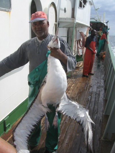 Donations urgently needed for Hookpod device to end albatross bycatch ...