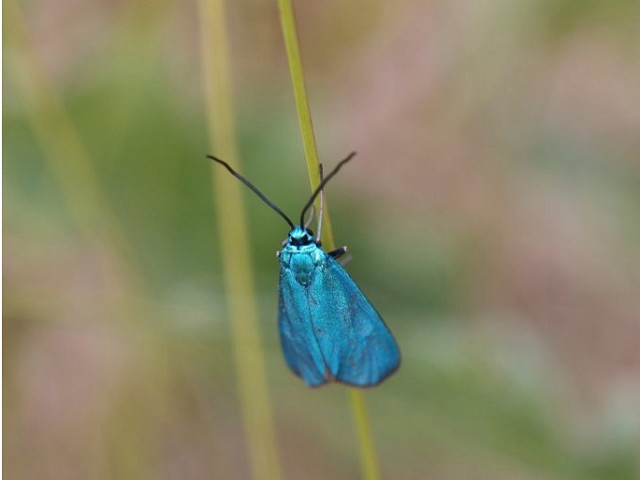 Woodland chiefs sow the seeds of revival for Forester moth - BirdGuides