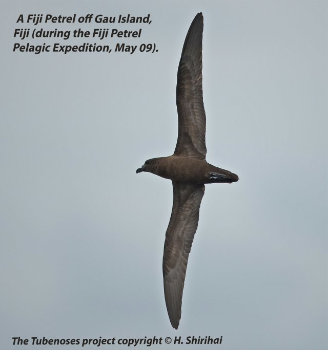 Critically Endangered Fiji Petrel found and photographed at sea ...