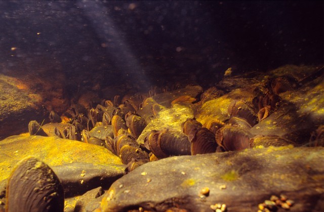 New project to save Freshwater Pearl Mussel - BirdGuides