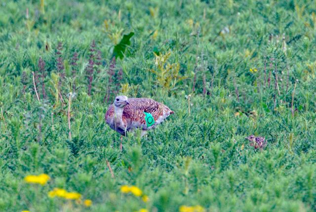 Great Bustards on the rise - BirdGuides