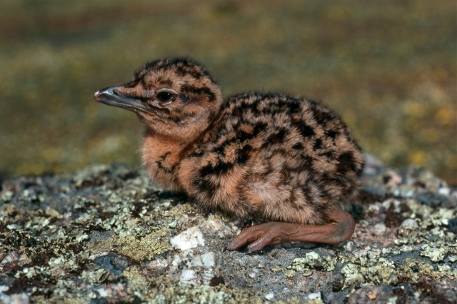 The first Great Bustard chicks in the UK - BirdGuides