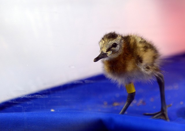 'Headstarted' wader chicks released in the Fens in British first ...