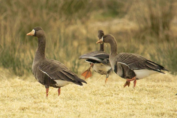 Welsh Government won't stop shooting of rare geese - BirdGuides
