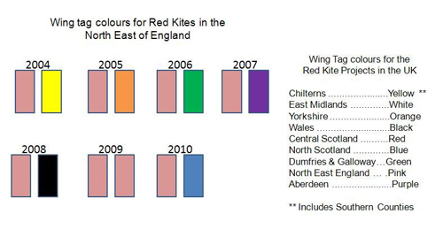 Red Kites beat the winter blues - BirdGuides