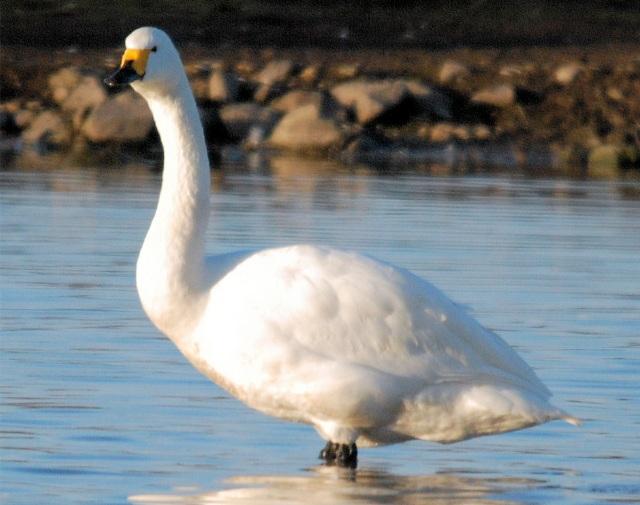 Big bums a good sign for swans - BirdGuides