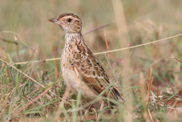 A quarter-million-pound lifeline to prevent Africa's first recorded bird extinction - BirdGuides
