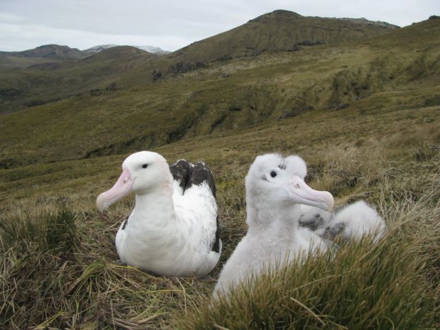 Killer mice bring albatross population closer to extinction - BirdGuides