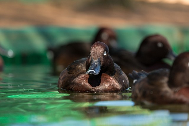 Madagascar promises to protect world's rarest duck on Ramsar wetland ...