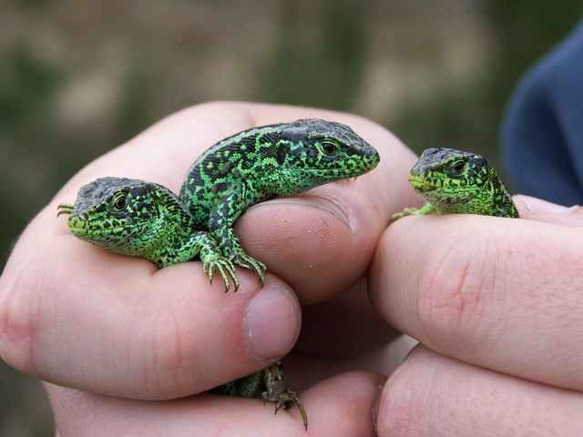 Rare Sand Lizards released back to the wild in England and Wales ...