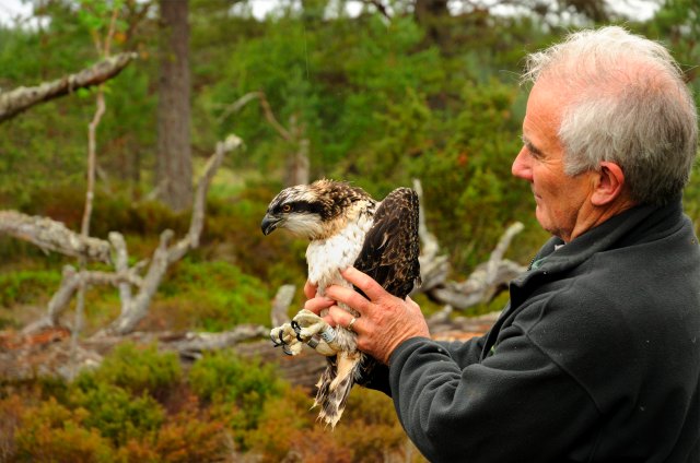 Golden Osprey chicks get sat-tagged - BirdGuides