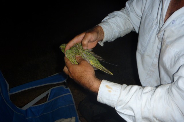 Rediscovered Night Parrot to get conservation action plan in Australia ...
