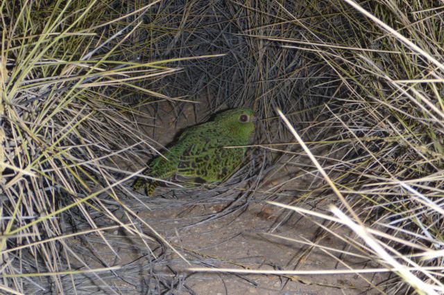 Rediscovered Night Parrot to get conservation action plan in Australia ...