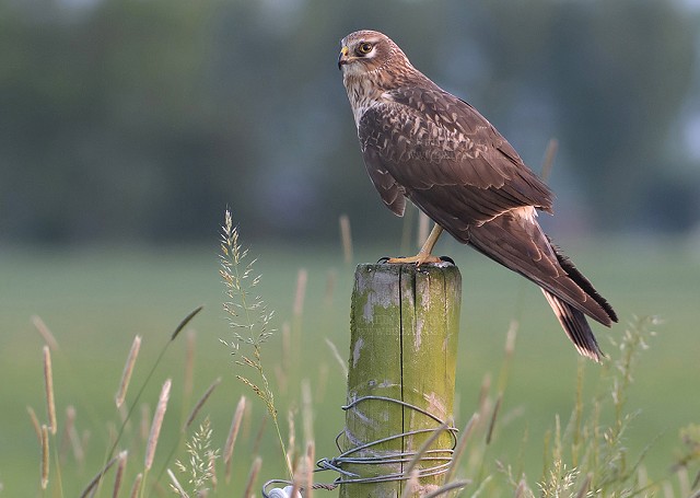 Pallid Harrier breeds in Western Europe for the first time - BirdGuides