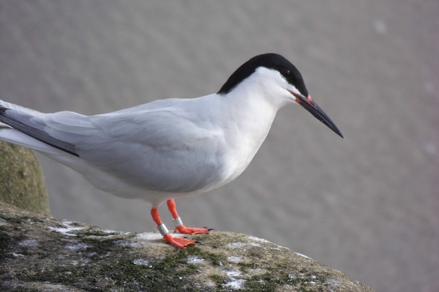 Roseate Terns on Coquet Island: 2014 update - BirdGuides