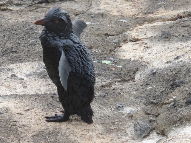 Penguins in peril as grounded ship threatens a twin environmental ...