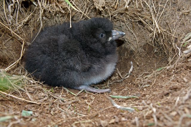 Puffins hit hard by last winter's storms - BirdGuides