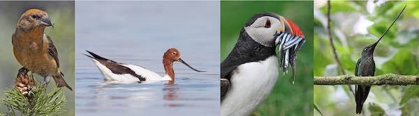 Mark My Bird: understanding the evolution of birds and bills - BirdGuides