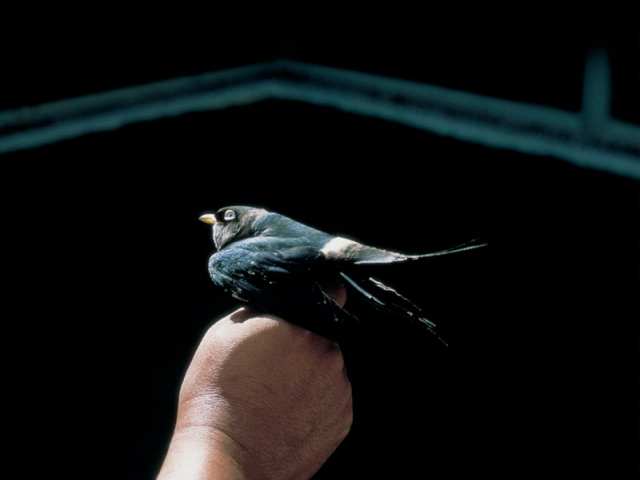 Quest launched to find 'lost' birds - BirdGuides