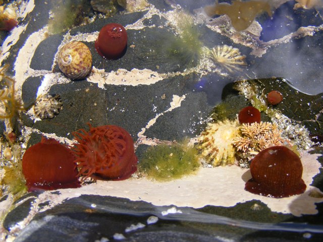 Look what's living in our seas - BirdGuides