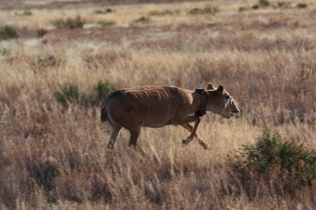 Saving the Saiga Antelope - BirdGuides