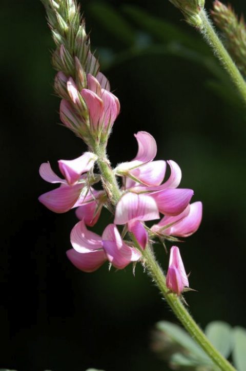 Learning about the birds and the bees - BirdGuides