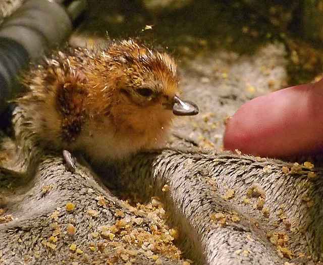 Spoon-billed Sandpiper chicks hatch in captivity - BirdGuides