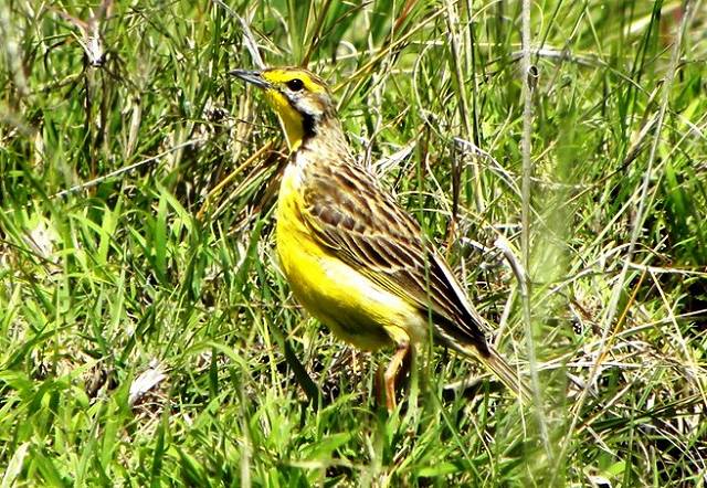 Sharpe's Longclaw found on World Land Trust funded reserve - BirdGuides