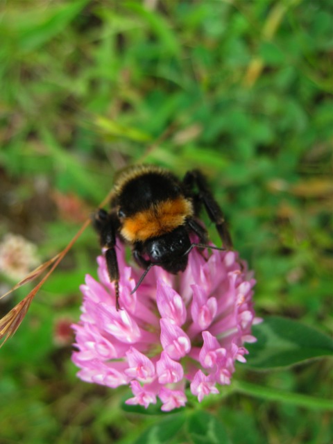 Endangered insect species to be reintroduced on reserves - BirdGuides