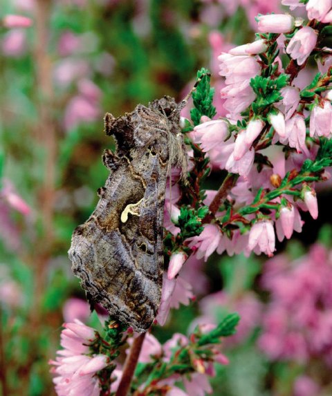 National Moth Night - BirdGuides
