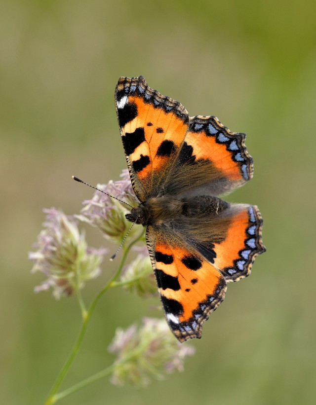 Where are our Small Tortoiseshells? - BirdGuides