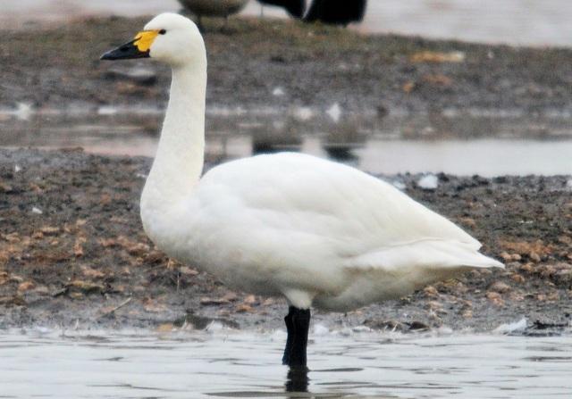 Big bums a good sign for swans - BirdGuides