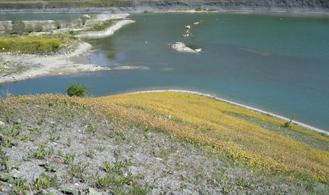 European Turtle Doves on CEMEX quarries - BirdGuides