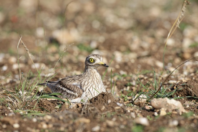 Stone Curlew up on the Downs - BirdGuides
