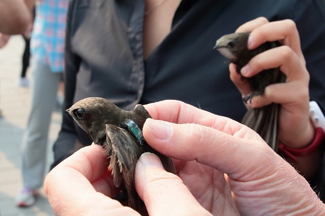 Pioneering study confirms amazing Asia-Africa migration of Beijing's ...