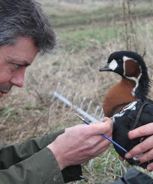 First data collected from tagged Red-breasted Geese - BirdGuides