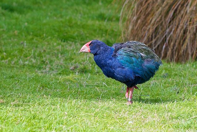 Critically Endangered Takahe enjoys record breeding season - BirdGuides