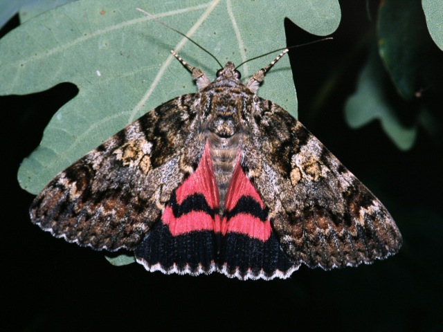 Rare moths living the high life in England's protected tree-tops ...
