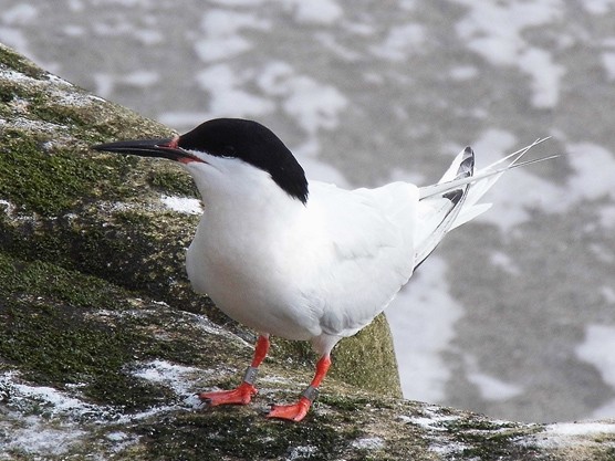 Roseate Terns on Coquet Island: 2014 update - BirdGuides