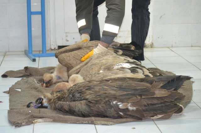 Horrific vulture poisonings continue in Turkey - BirdGuides