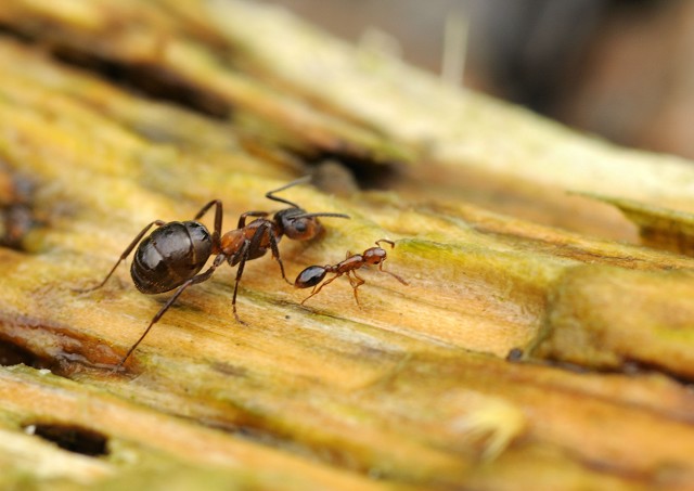New project launched to save Scotland's rarest insects - BirdGuides