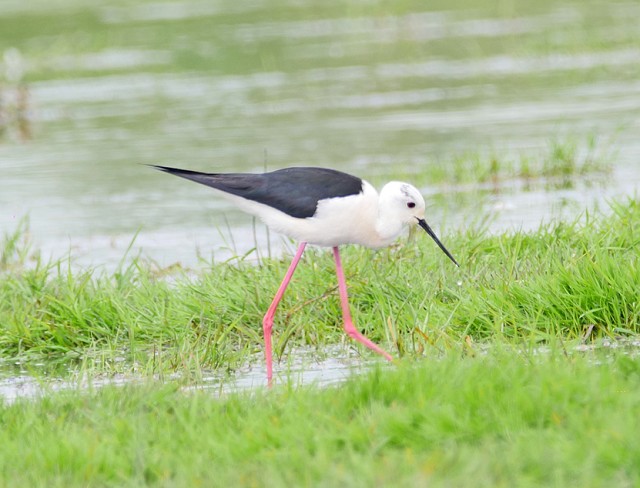 Stilts breed successfully at Welney - BirdGuides