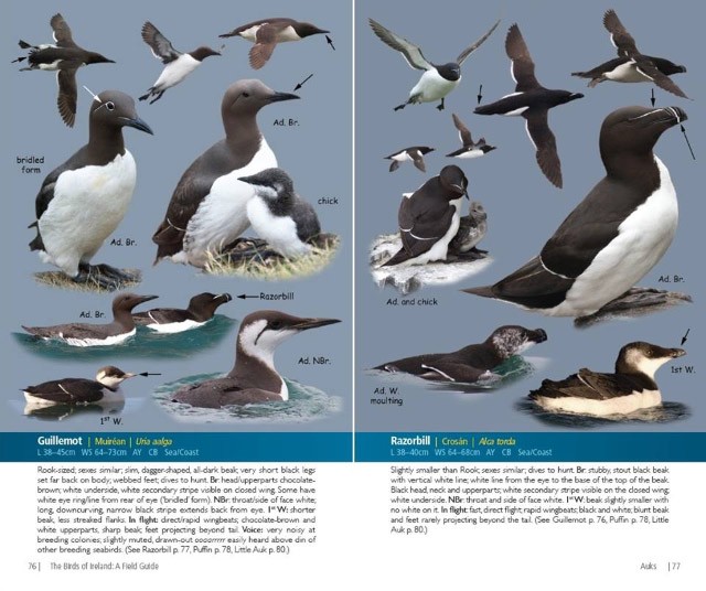 The Birds of Ireland by Jim Wilson and Mark Carmody - BirdGuides