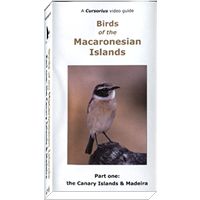 Birds of the Macaronesian Islands - Canary Islands and Madeira - BirdGuides