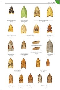 Field Guide to the Micro Moths of Great Britain and Ireland - BirdGuides